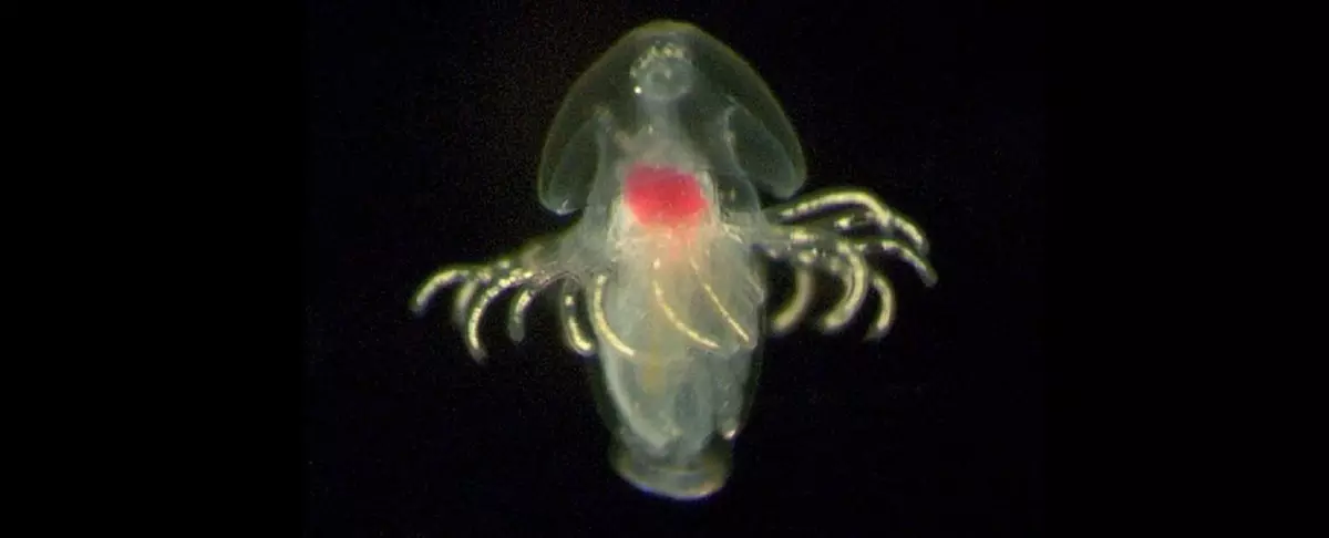 Larva bawah air misterius meletakkan saintis dalam suapan mati