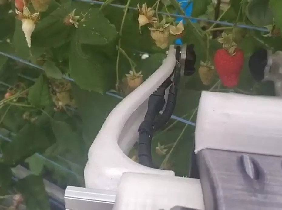 Created a robot, professionally collecting raspberry: video