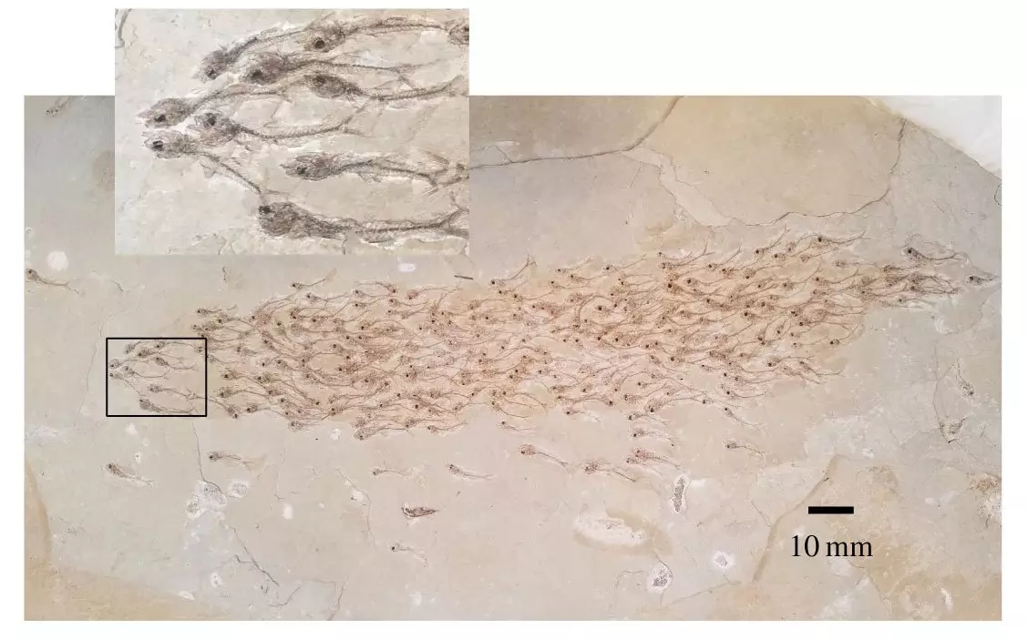 Žuvų žuvys akmens nelaisvėje: neįprasta epochos epocha