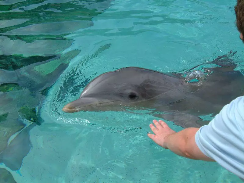 Por que não pode ser amigo de golfinhos