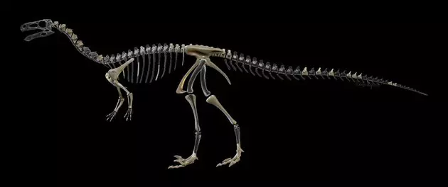Vespersaurus paranaensis.