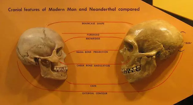 Sapiens_Neanderthal_comparisis.jpg