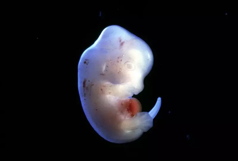 Di Jepang, eksperimen yang disetujui dengan embrio chimeric