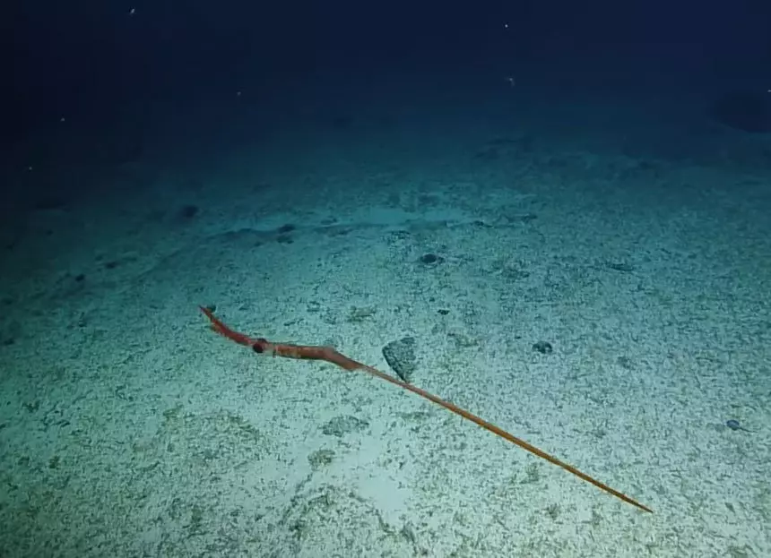 깊은 물 긴 덕트 오징어가 처음 비디오를 때렸다.