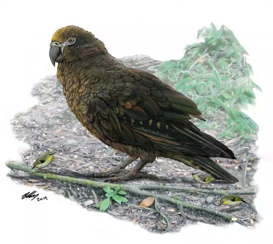 Di New Zealand, seorang burung nuri prasejarah gergasi ditemui - dia adalah saiz kanak-kanak!