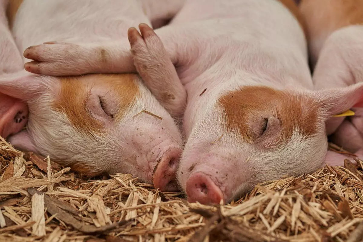 Votre cochon est-il de bonne humeur? L'homme a appris à comprendre