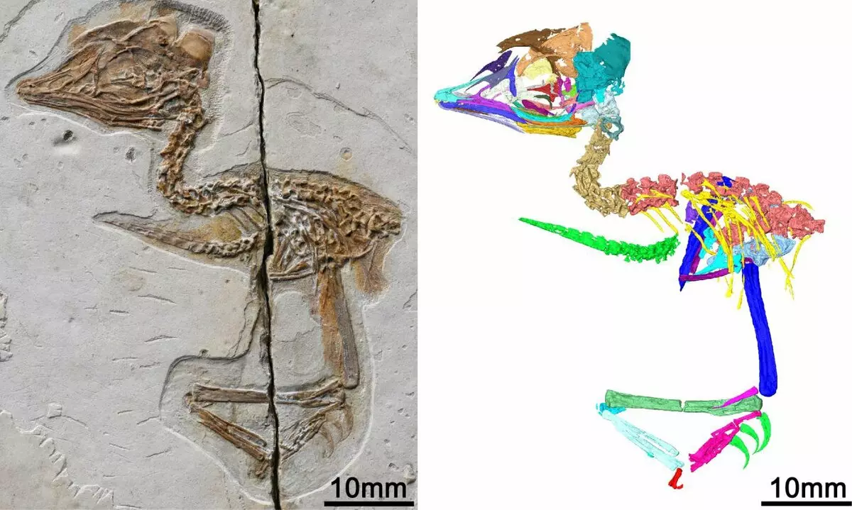 Kafatası Tyrannosauro vücut serçesi: Çin'de sıradışı bir bul