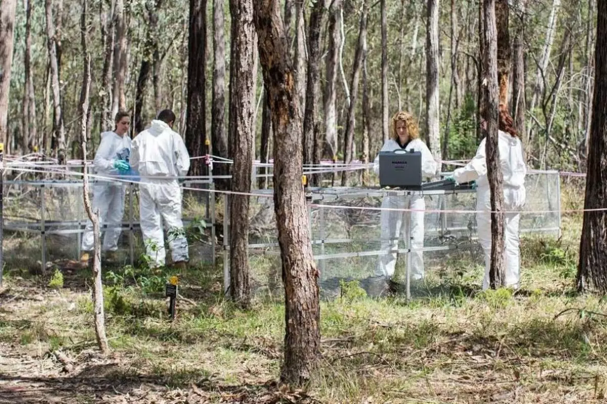 Os cadáveres podem se mover: uma descoberta inesperada feita na Austrália