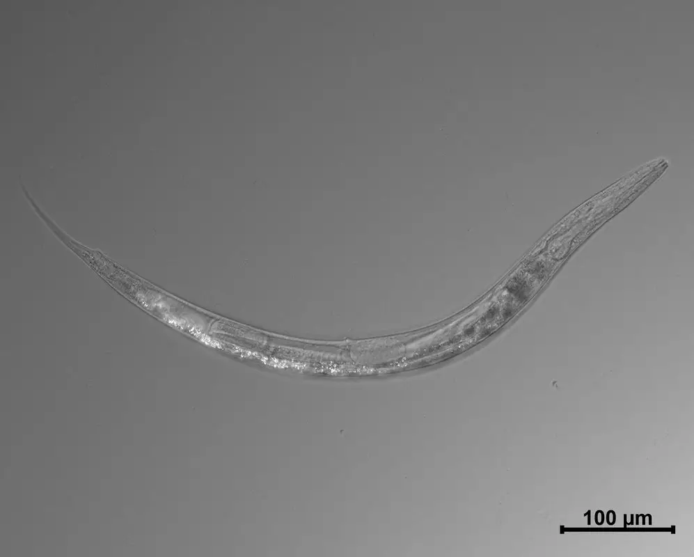 Nematoda luar biasa: Cacing tiga arah Tahan terhadap arsenik, ditemukan di "Danau Mati"