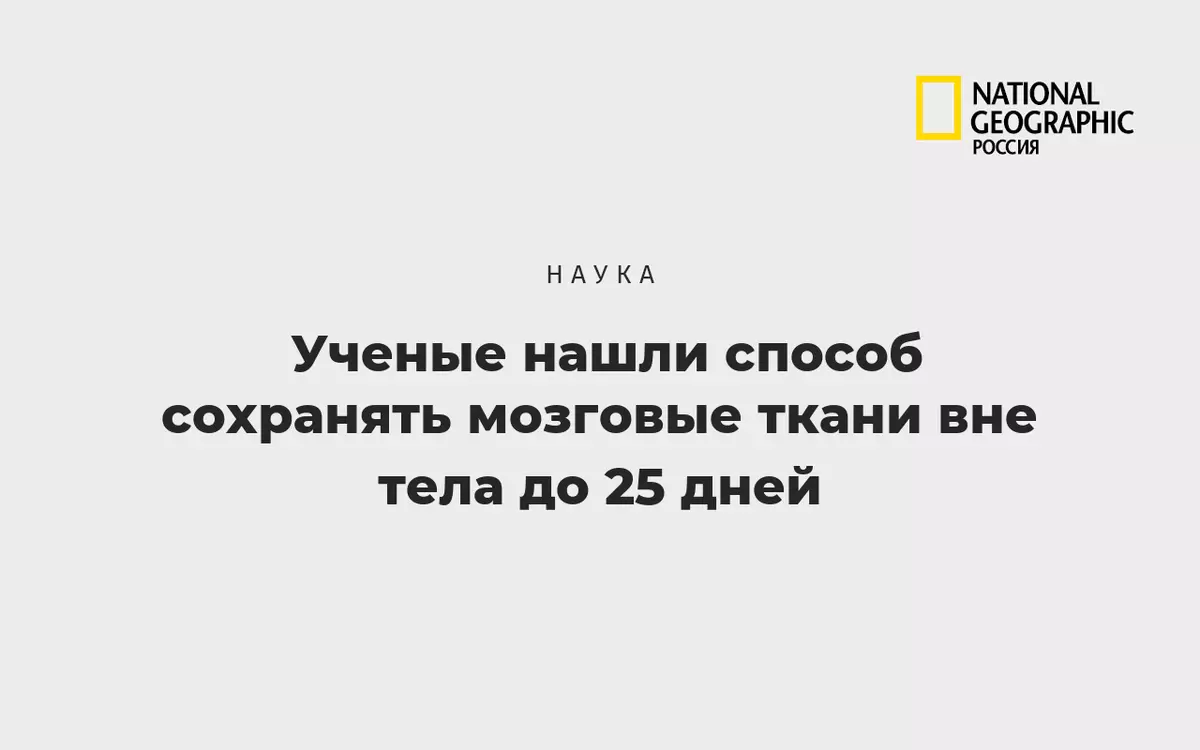 Вчені знайшли спосіб зберігати мозкові тканини поза тілом до 25 днів