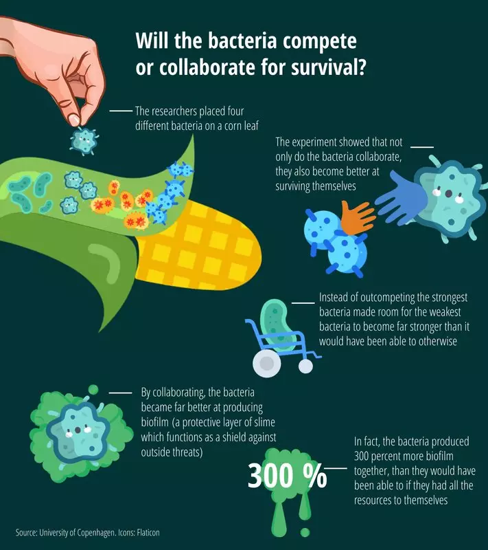 Альтруизм Бактерия: Микроорганизмны ничек бүлү