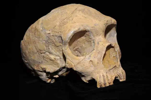 Skull Neanderthal.