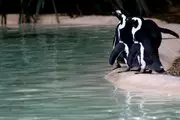 เพนกวิน Monnonogiye
