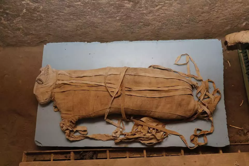 הוגן, מונגושוס ובהות אחרות: קבורה ייחודית שנמצאה במצרים