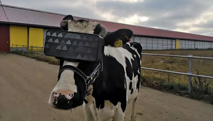 Priemiesčių bandymo VR akiniai karvėms