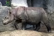 Sumatran rhino flicker.jpg