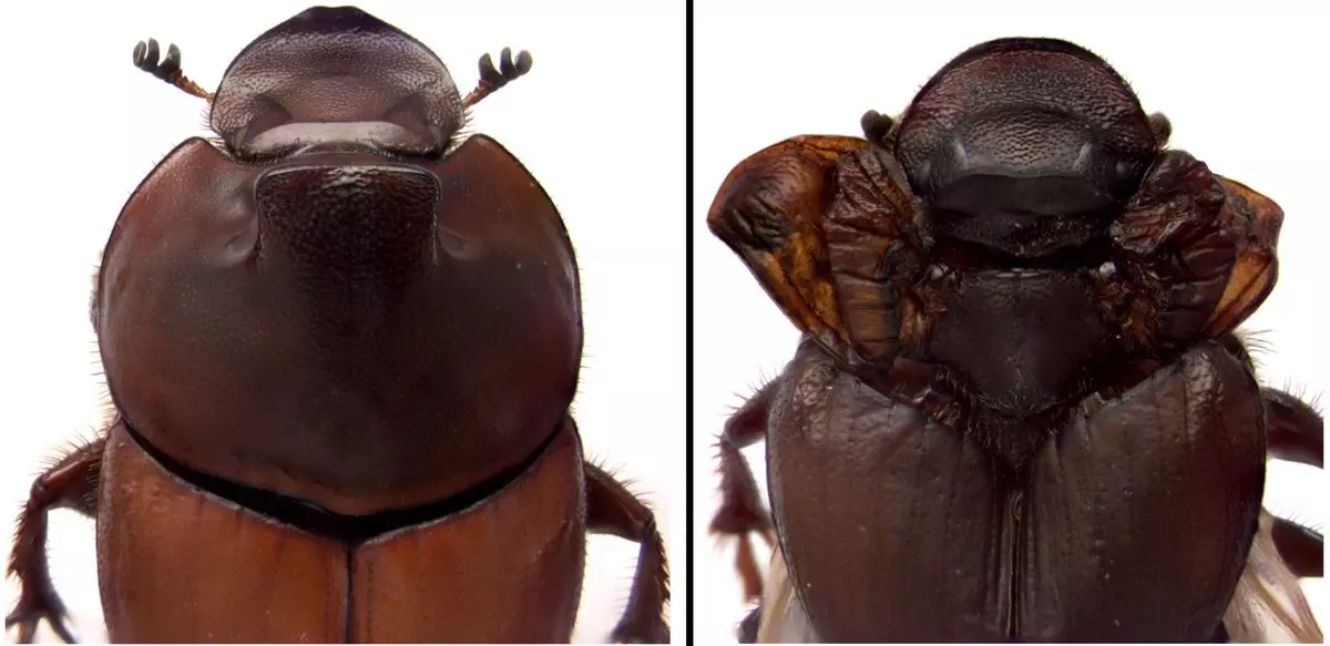 为什么甲虫 - 卡路里在翅膀的头上生长