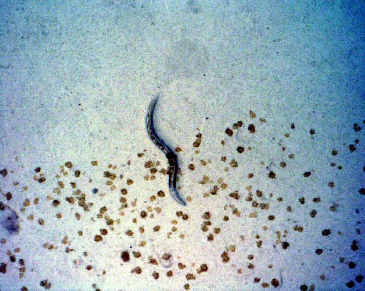 Tutkijat hidastivat Wormsin ikääntymistä lisäämällä elämänsä 500 prosentilla