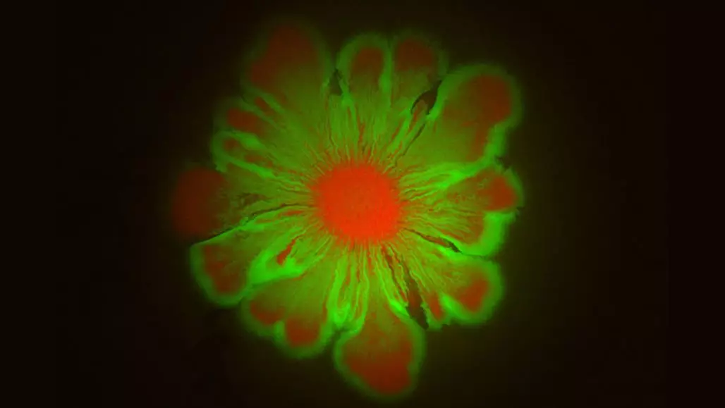 Bunga dari Bakteria: Mempunyai corak yang menakjubkan dilahirkan di Piala Petri