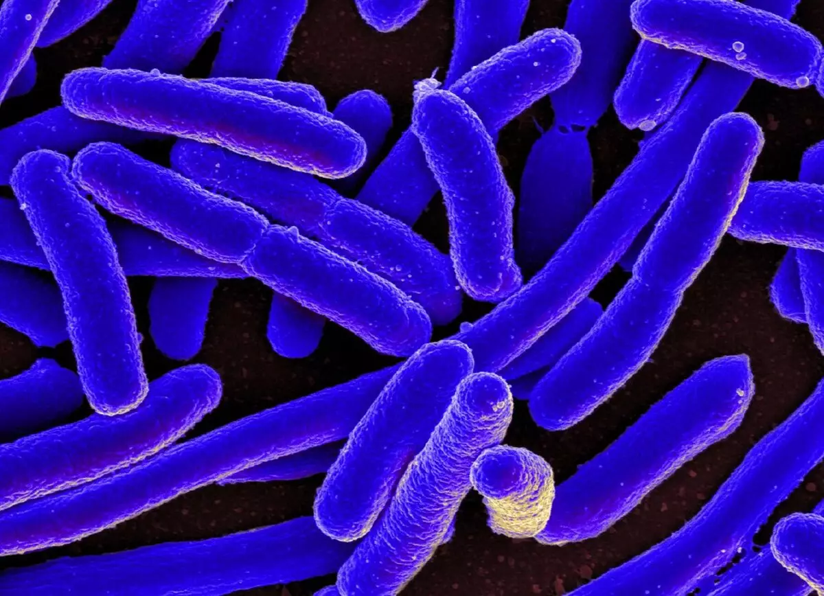 Nieuwe soorten bacteriën, immuniteit voor ontdekte antibiotica