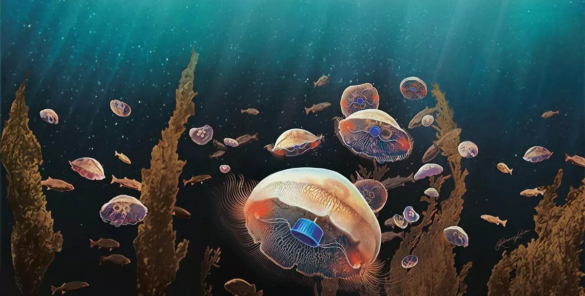 Bio-ingenjörer skapar maneter cyborgs för studien av havet