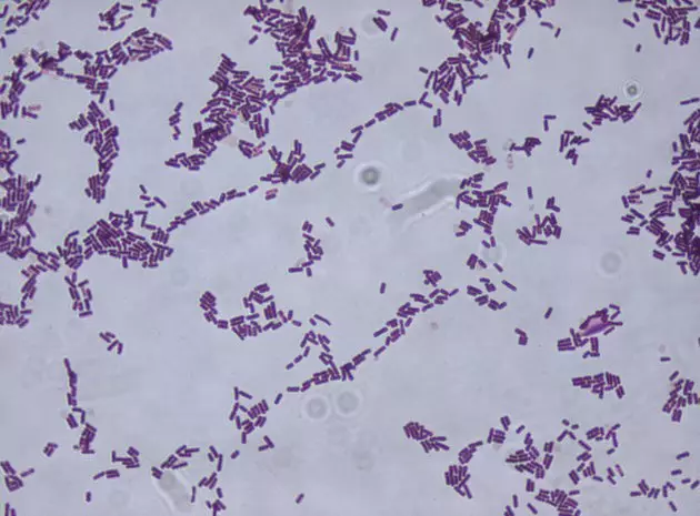 Bacillus subtilis.