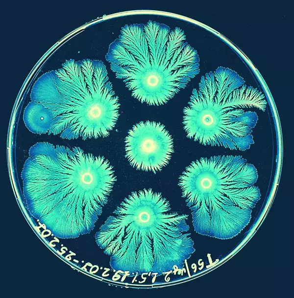 Paenibacillus dendritiformis.