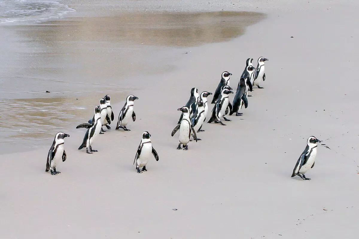 Pinguin-1719608_1280.jpg.