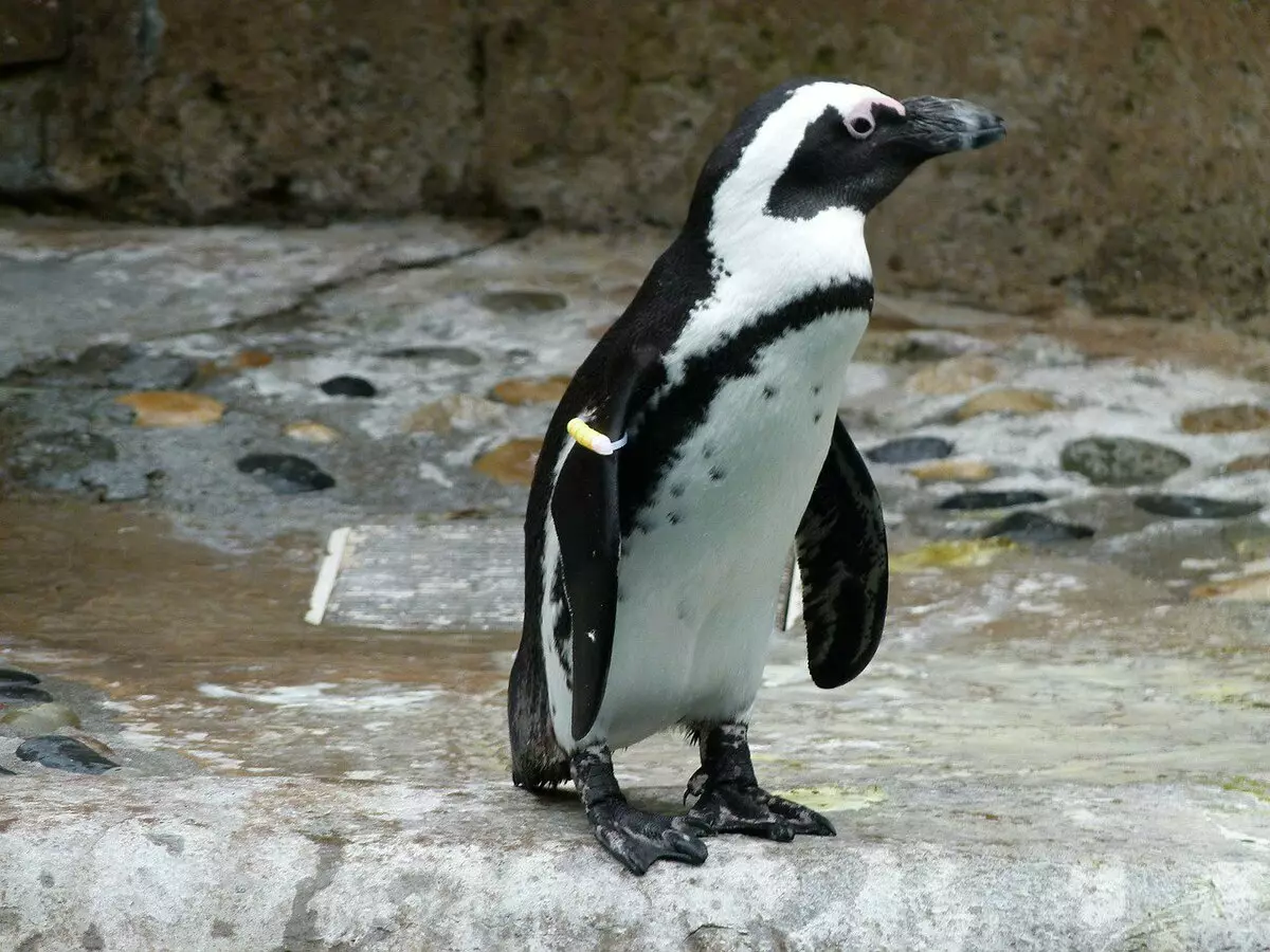 Afrikako Penguin-221556_1280.jpg