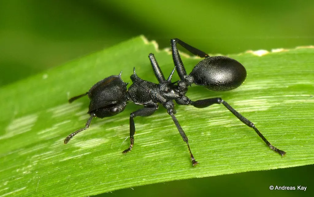 Očarujúci mravca