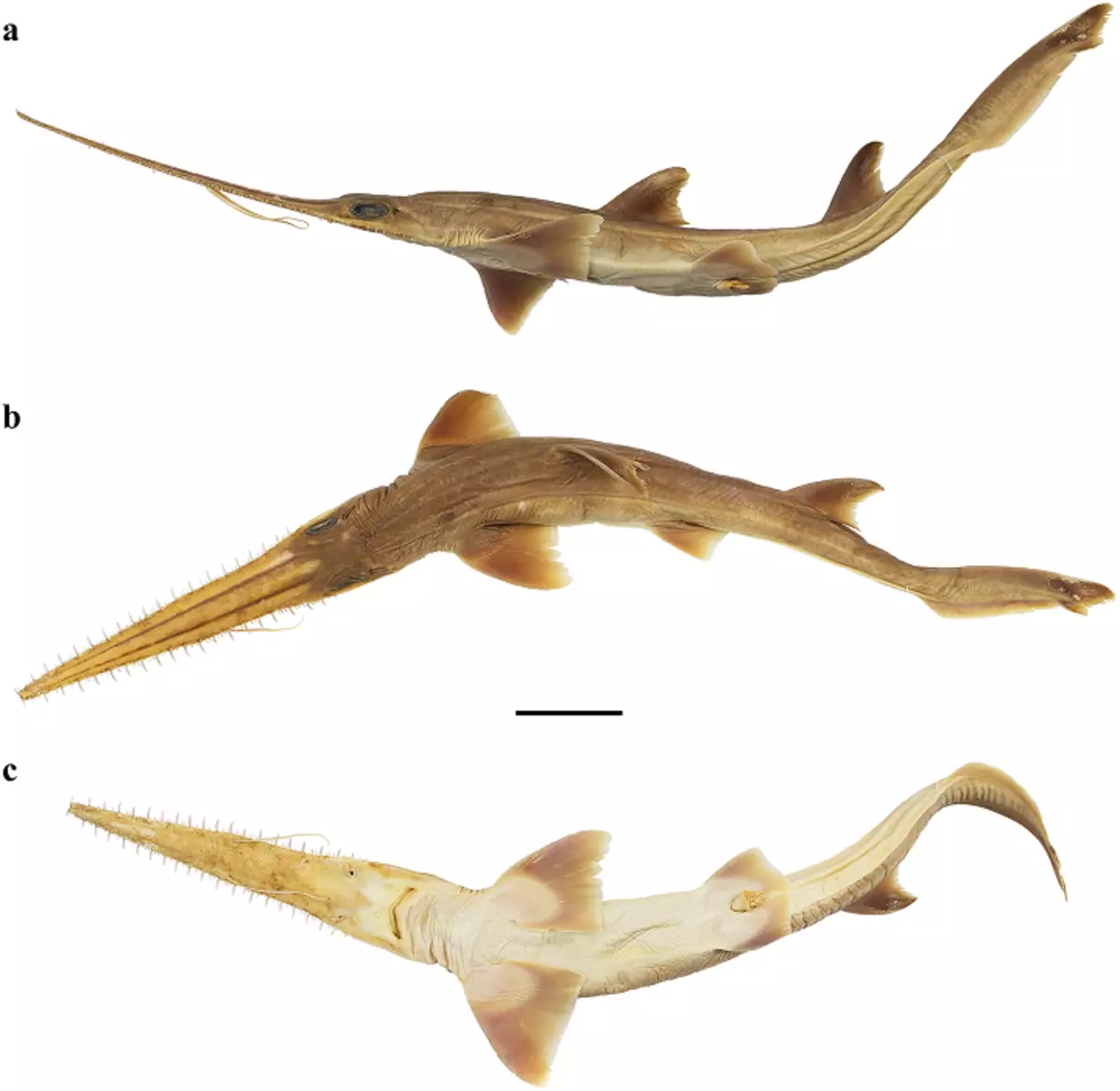 Pronašli su dvije nove vrste pilonskih morskih pasa