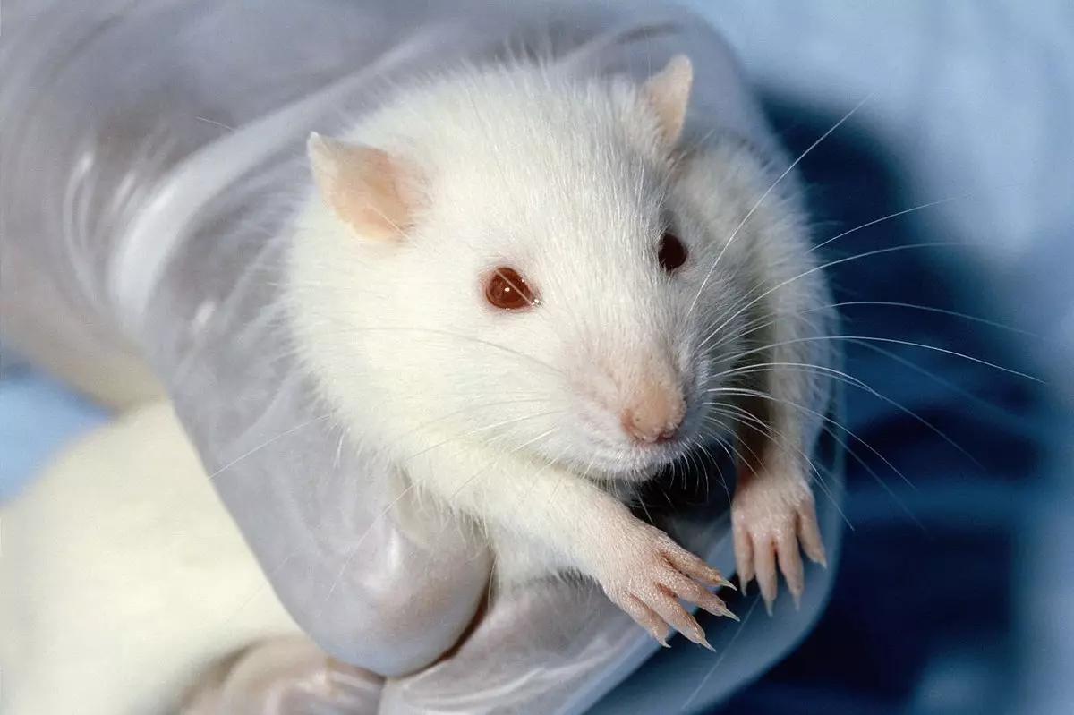 Starvation de oxigênio fez ratos em negrito