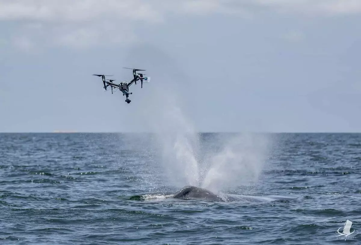 Зашто дроне лети равно у китове фонтане: видео