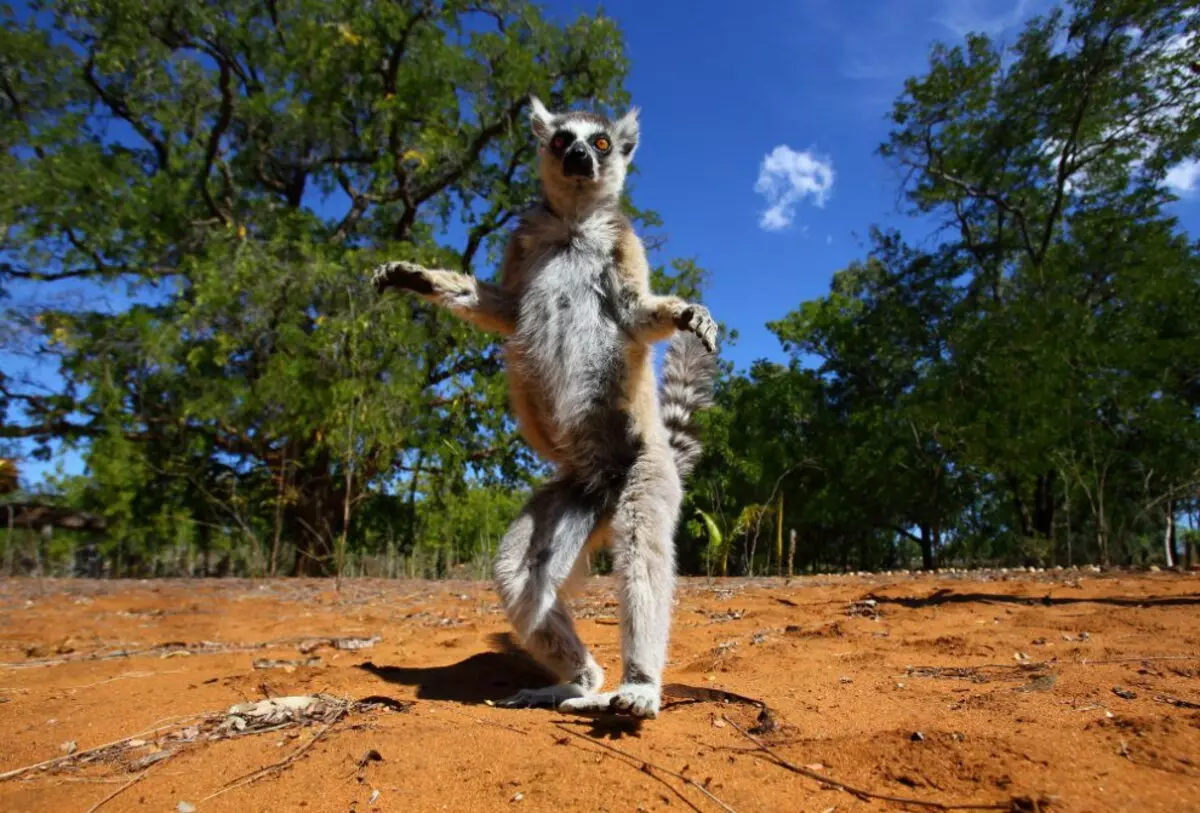 Rahasia cinta: Glands lempur Lemur Lembar Pheromones