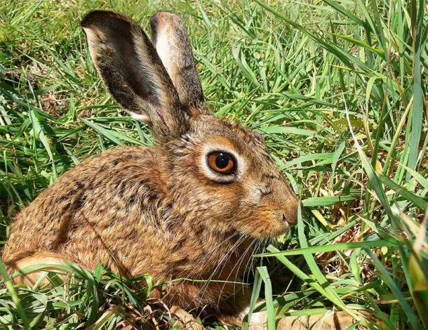 From where the ears are growing: the ancient Chinese "Friend" with hares