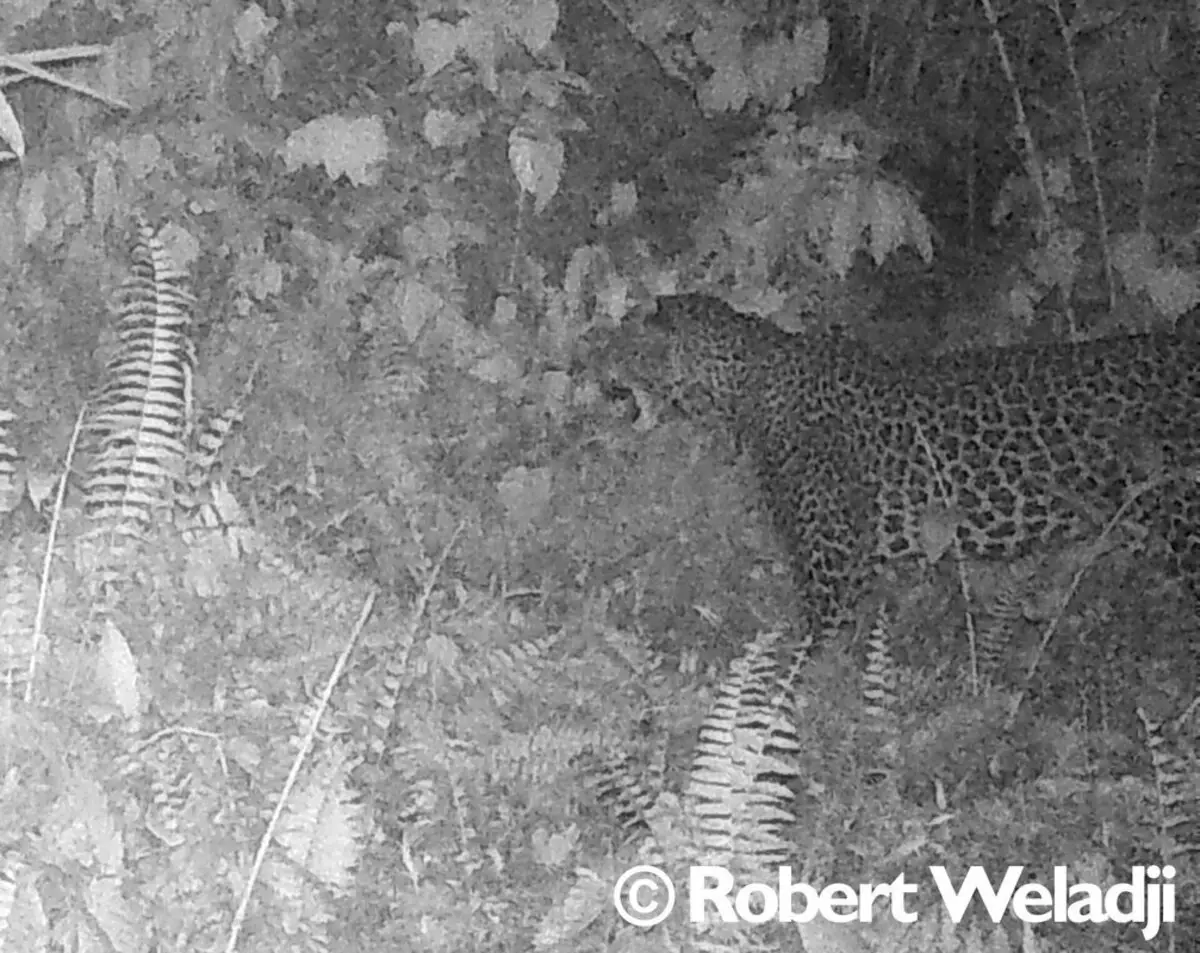 I sør-vest for Kamerun for første gang i 20 år, ble leopard sett sett