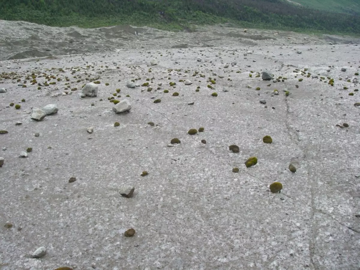 Arktisella alueella Mossin pallot ovat kävely. He ajavat jotain tuntematonta