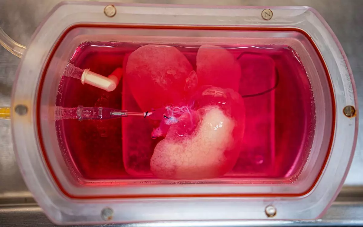 El fetge creat a partir de les cèl·lules mare humanes va trasplantar amb èxit les rates