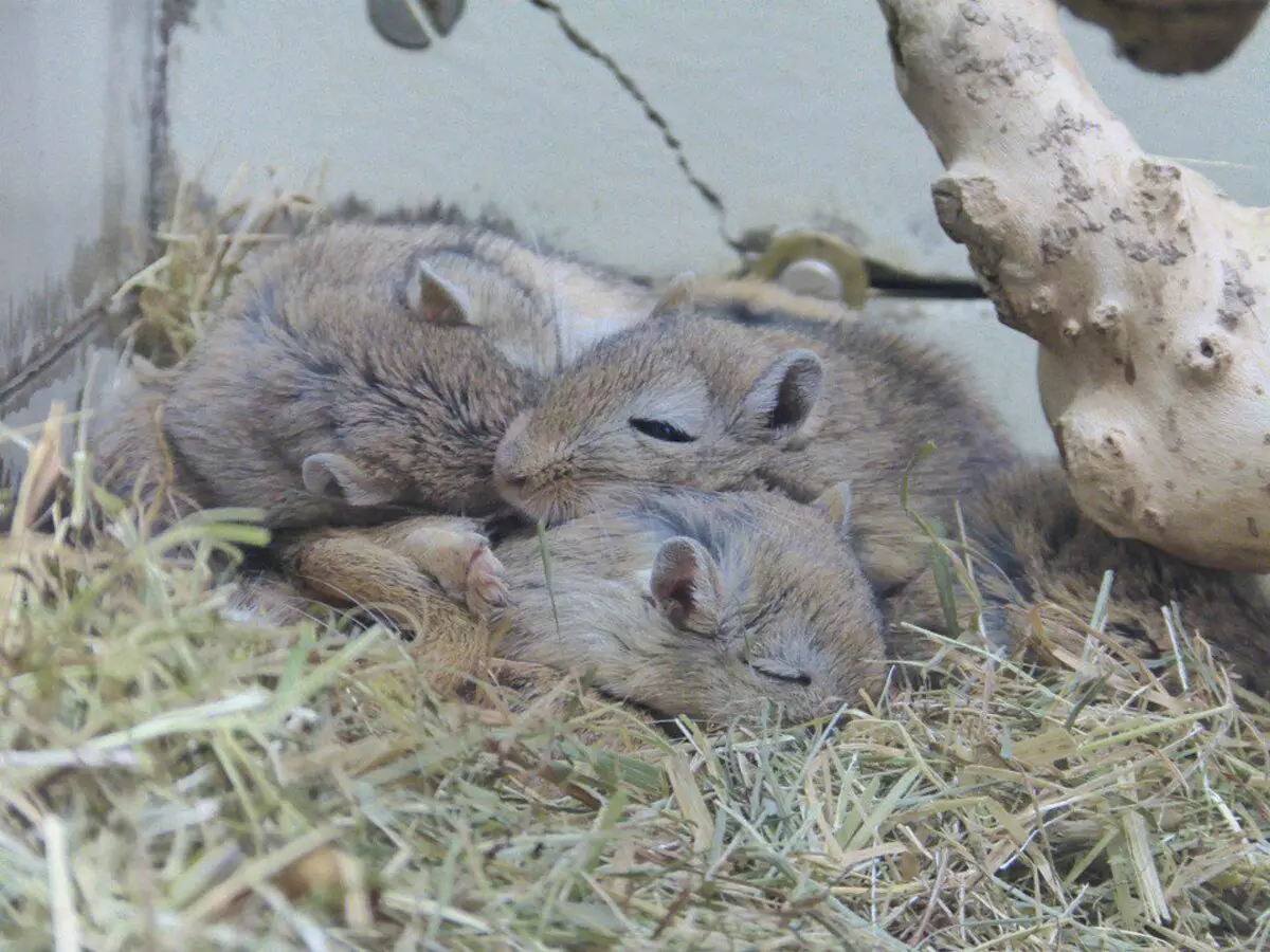 V mozku myší a potkanů ​​našel bodový aktivační režim hibernace