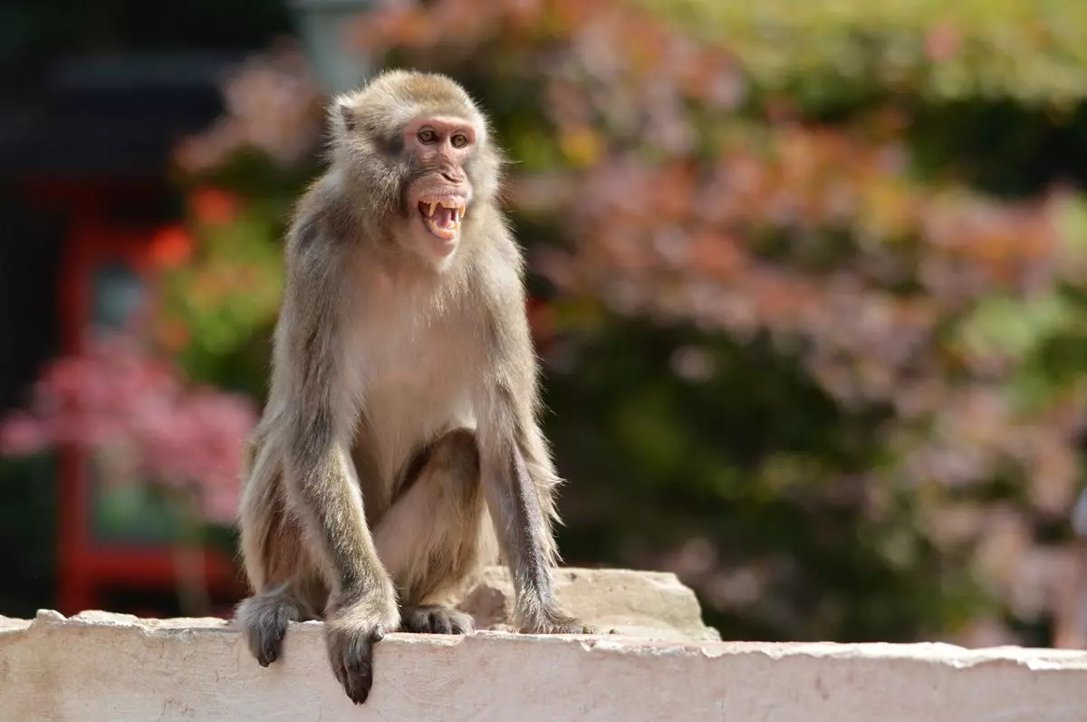 Opice nájdené známky porozumenia rekurzie