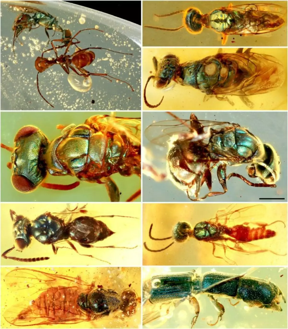 Fascinerende farger av insekter har blitt bevart i Amber etter 99 millioner år
