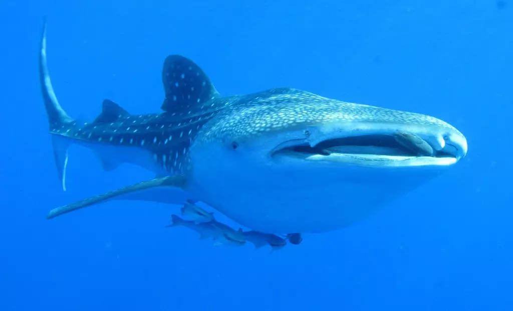 OCO კბილის: Whale Sharks თვალები დაფარული კბილები