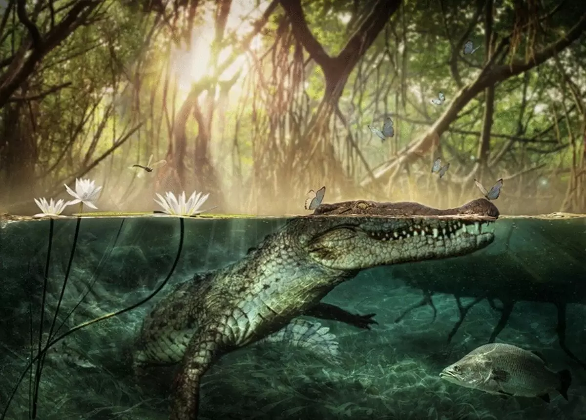 cocodrils africans viatjat a Amèrica milions d'anys