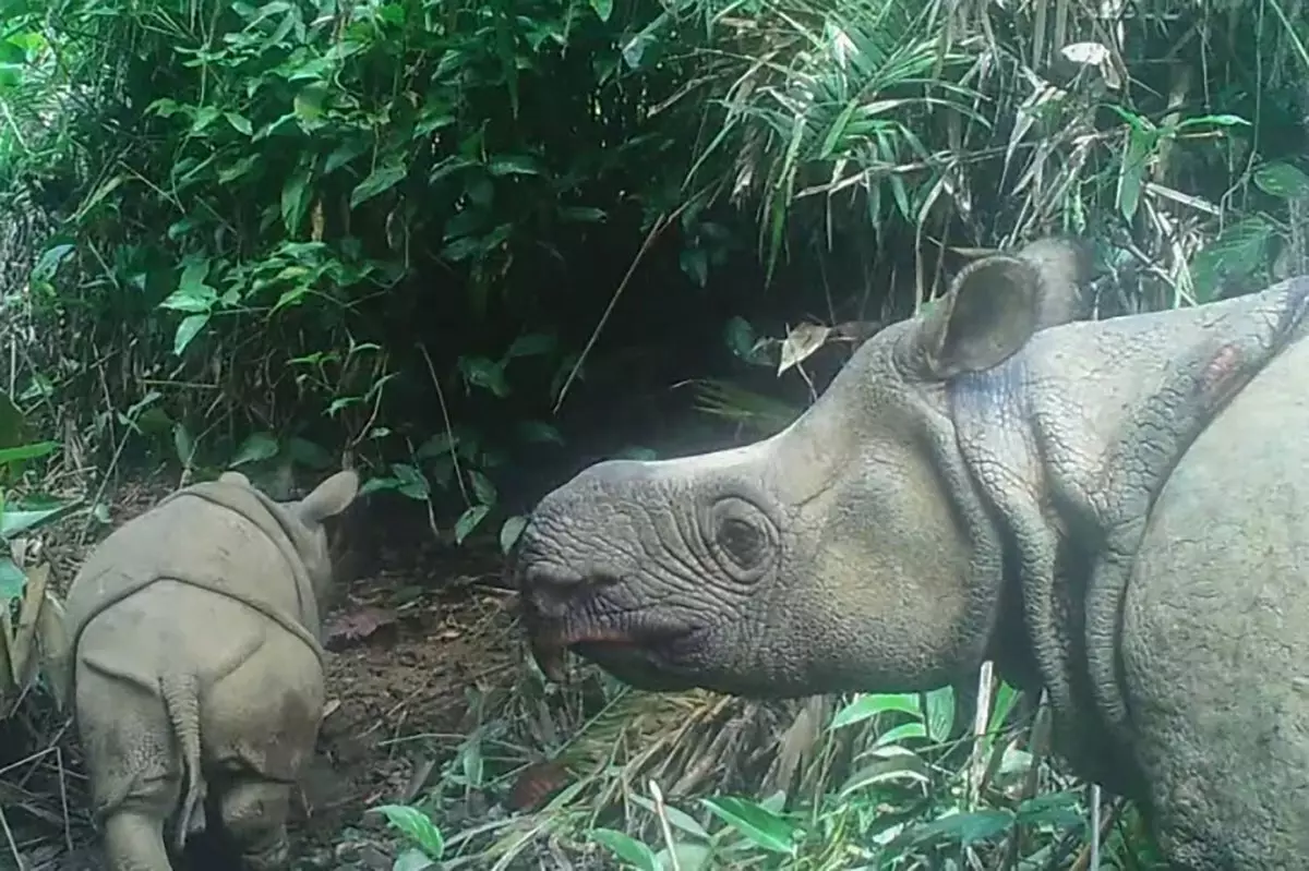 Två unga sällsynta Yavanne Rhino märkte i Indonesien