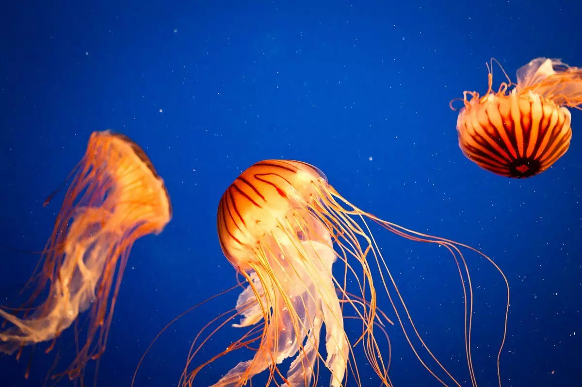 D'r binne jellyfish ynstee fan oare seafood: in fette foarstel fan wittenskippers