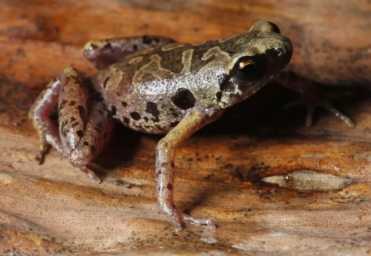 На півдні Таїланду відкрили новий вид - «камуфльований» жабу