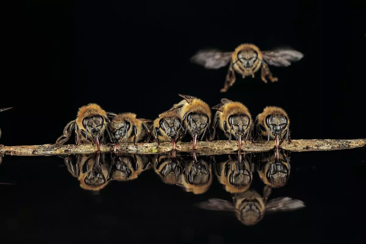 Wild Mehiläisten salaisuudet: ainutlaatuiset kuvat