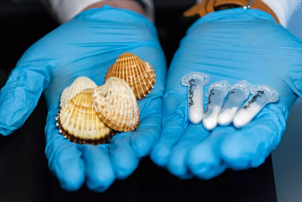 As conchas ajudarão Surgham: material para operações criadas a partir de biowers