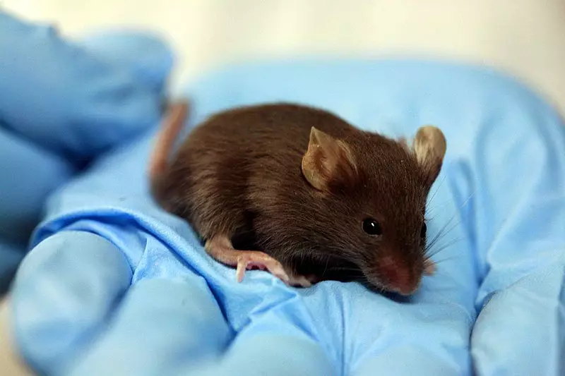 Eksperiments ļāva mainīt peles novecošanas procesu