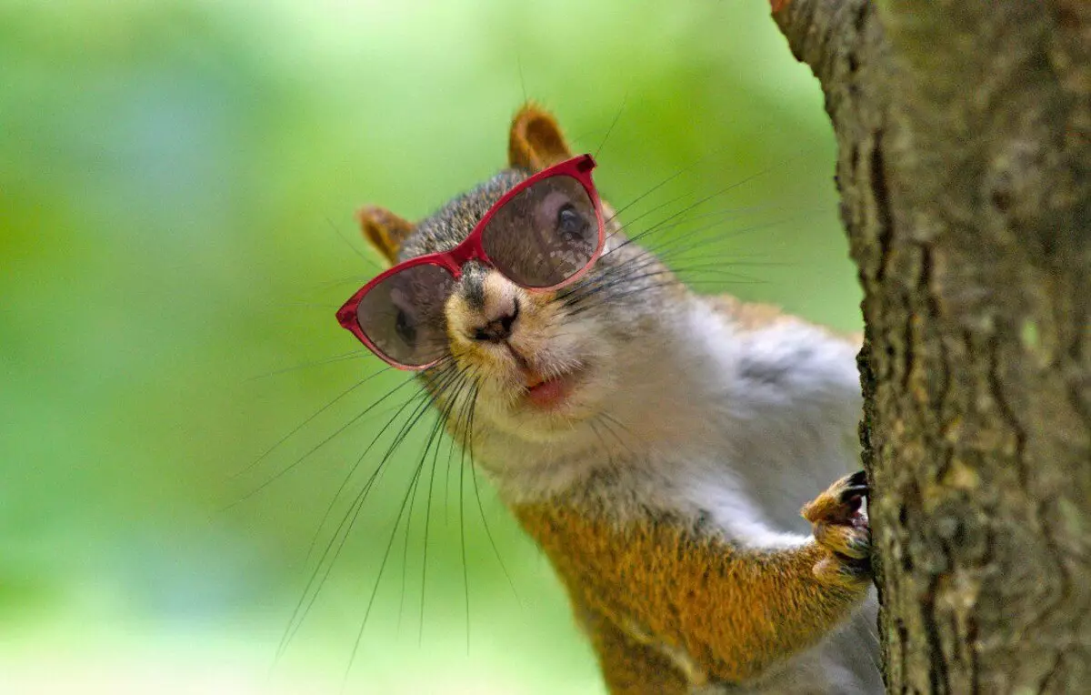 Naočale vjeverice i ostali nevini znanstvenici
